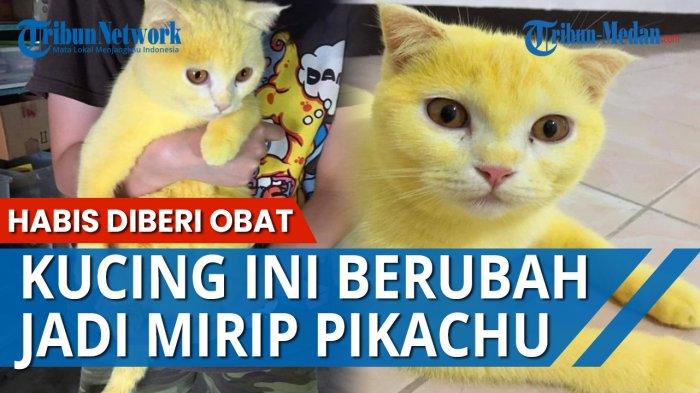 KUCING Berubah Jadi Mirip Pikachu, Setelah Pemiliknya Lakukan Hal Tak ...