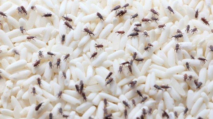 4 Bahan Alami Ini Ternyata Mampu Mengusir Kutu Beras, Dijamin Antigagal ...