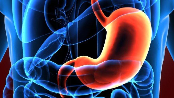 Materi Belajar Biologi SMA: Struktur dan Lapisan Lambung Manusia serta ...
