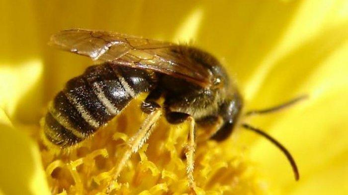 Materi Belajar Siswa: Perbedaan Spesies Lebah dan Tawon - Tribun-medan.com