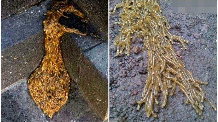 Apa Itu Lulut Emas Hingga Ada yang Gelar Upacara Pembersihan - Tribun ...