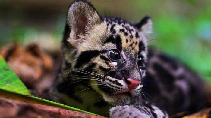 5 Kucing Khas Indonesia yang tak Kalah Menggemaskan dari Kucing Lain ...