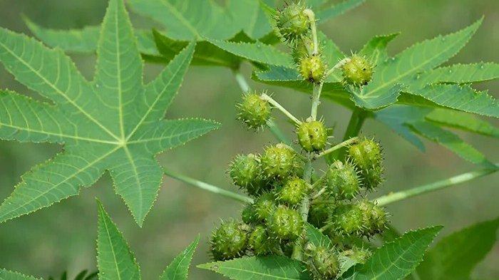 Manfaat Daun Jarak Bagi Kesehatan dan Cara Mengolahnya - Tribun-medan.com