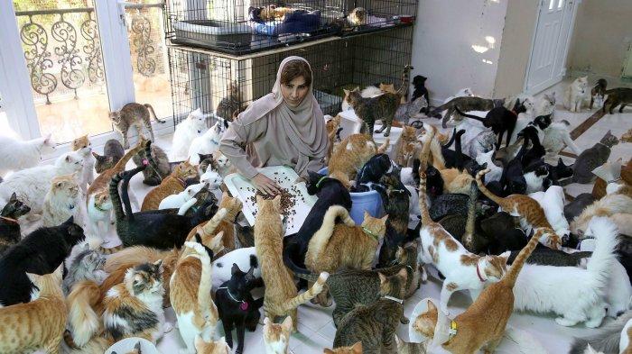 Kisah Maryam, Si Pecinta Binatang Hidup Bersama 480 Kucing & 12 Anjing ...