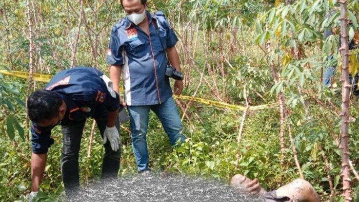 Duh, Serem Banget, Mayat Pria Membusuk di Kebun Ubi Glugur Rimbun ...