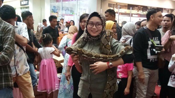 Edukasi Masyarakat, Animal Lovers Medan Gelar Kontes Ular Piton ...