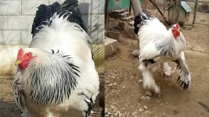 Setelah Sapi Terbesar di Dunia, Ayam Terbesar di Dunia Ini Pun Jadi ...