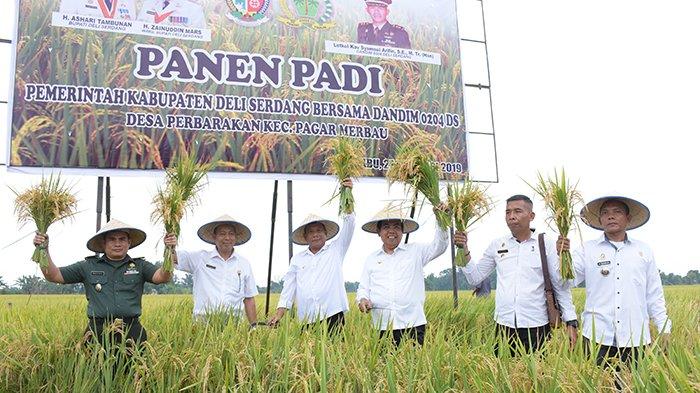 Inilah Daerah Penghasil Padi Terbanyak di Sumut - Tribun-medan.com