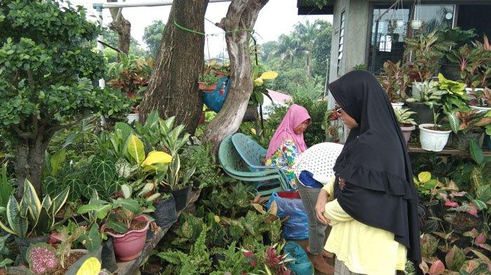 Wisata Bunga Bangun Sari di Tanjung Morawa Kerap Dikunjungi Wisatawan ...