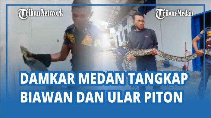 Pemadam Kebakaran Kota Medan Berhasil Tangkap Biawak dan Ular Piton ...