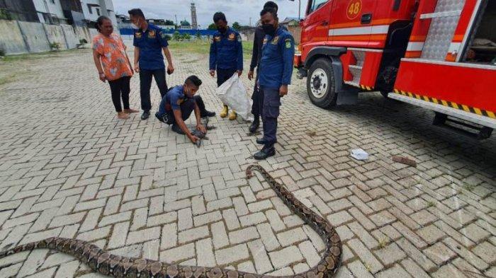 Evakuasi Tawon dan Ular di Pemukiman Warga, Damkar Medan Akui Peralatan ...