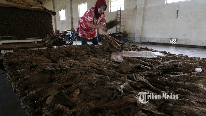 BERITA FOTO Para Perempuan Pemilah Daun Tembakau Deli Yang Pernah ...
