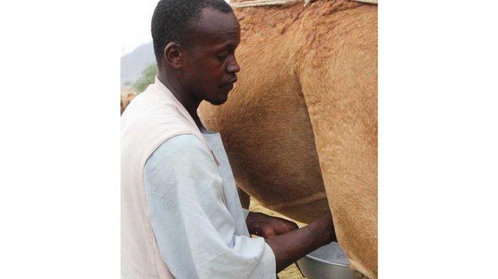 Khasiat Susu Unta dan Lezatnya Kurma Madinah - Tribun-medan.com