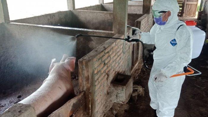 Darurat Virus Hog Cholera, 16 Kabupaten di Sumut Terdampak & 10.298 ...