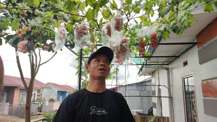 Inspiratif, Satpam Bank 'Sulap' Pekarangan Rumah Jadi Kebun Anggur ...