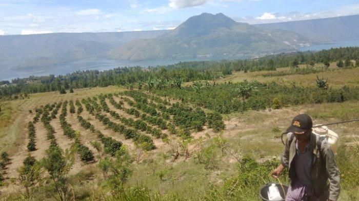 Pupuk Bersubsidi Langka di sejumlah Kecamatan di Samosir, Petani ...