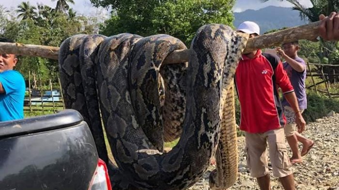 Daging Ular Piton Digemari untuk Dikonsumsi hingga Dijual di ...
