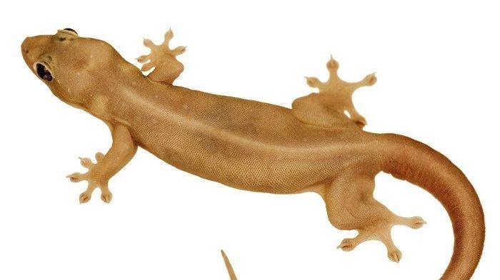 Cara Mengusir Cicak di Rumah, Hanya Menggunakan 4 Bahan Sederhana Ini ...