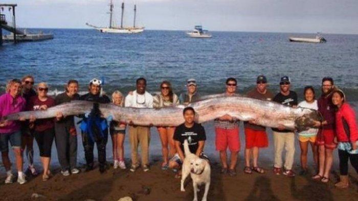 Identik sebagai Penanda Bahaya, ternyata Ikan Oarfish Enak, Dagingnya ...