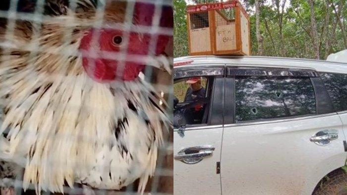 Ternyata Sudah 1 Tahun Polsek dan Koramil Bagi-bagi Uang Hasil Sabung Ayam, Kapendam: Ada ...