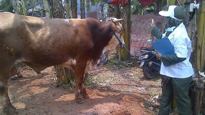 Viral Video Air Mengalir Bak Pancuran dari Perut Sapi yang Diduga ...