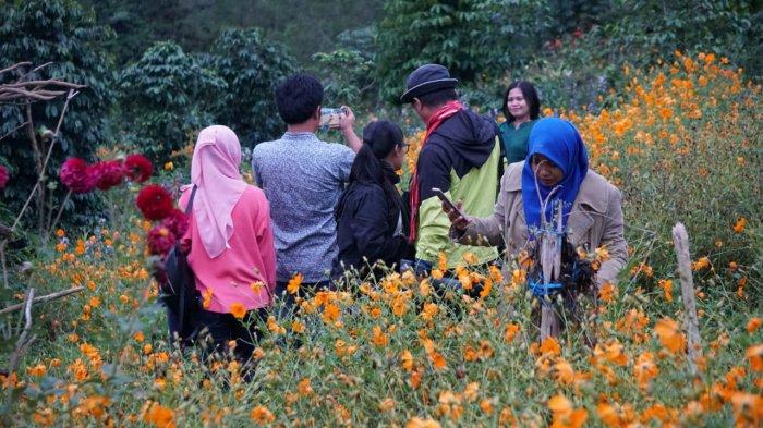 Lembah Seribu Bunga, Destinasi Wisata Desa Barusjahe Tanah Karo Simalem ...