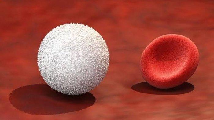 Apa Itu Leukosit? Kenali Penyebab Meningkatnya Sel Darah Putih Hingga ...