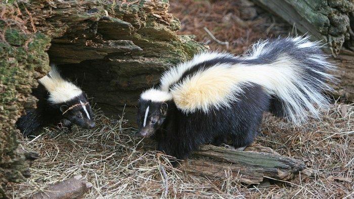 Sigung, Musang Bau yang Kalau Kentut, Manusia pun Sampai Ngacir ...
