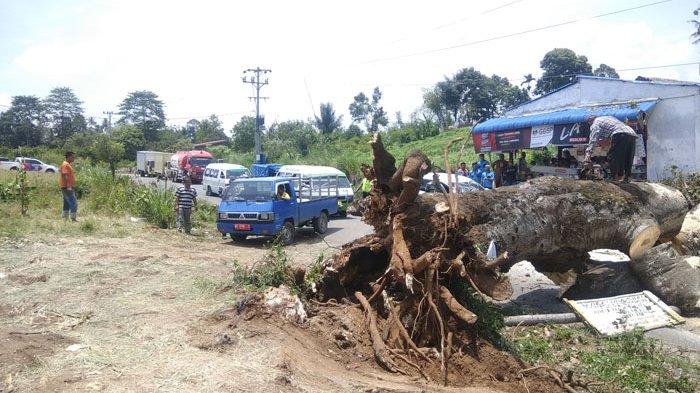 Pohon Tumbang Timpa Mobil di Jalan Lintas Provinsi, Akses Menuju Kota ...