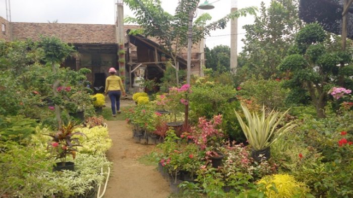 Manjakan Mata dengan Aneka Tanaman Bunga di Garden Flowers - Tribun ...