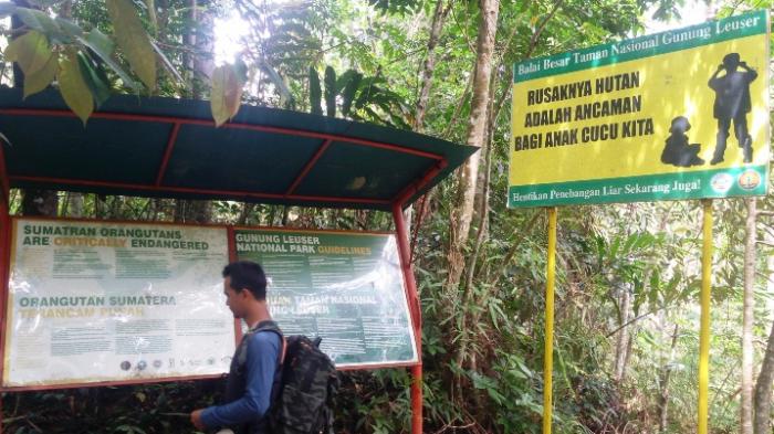 Wisata Kelas Dunia di Bukit Lawang - Tribun-medan.com