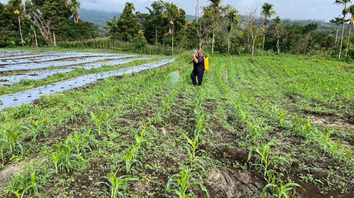 Potret Tanaman Jagung Milik Petani Food Estate Pakpak Bharat Tumbuh Subur - Tribun-medan.com