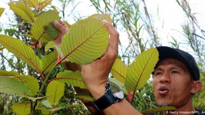 Khasiat dan Manfaat Tanaman Kratom Serta Efek Sampingnya, Legalitasnya ...