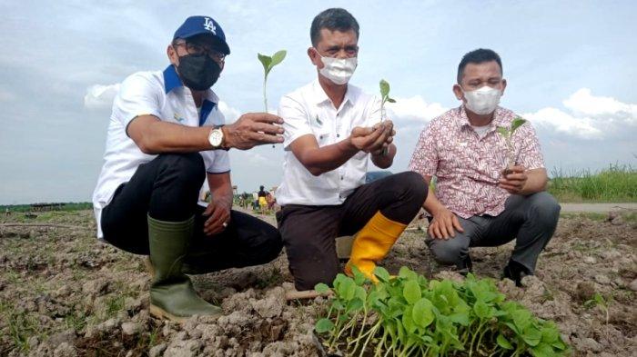 Tembakau Deli PTPN II Bersinar Lagi, Kini Diburu Pembeli Asal Jerman ...