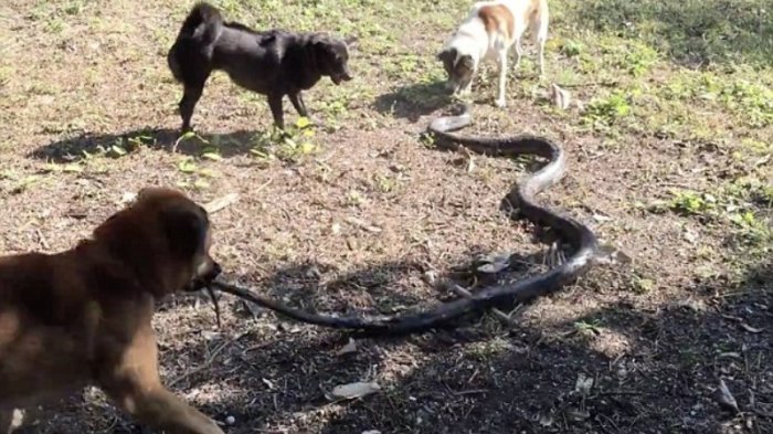 Anjing Memang Binatang Paling Setia, Ini Buktinya Saat Melihat Sang ...