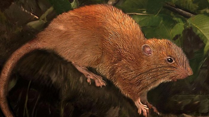 Tikus Legendaris Ditemukan, Panjangnya sampai Setengah Meter dan Bisa ...