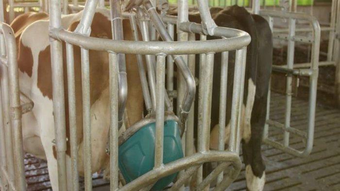 Sapi di Tempat Ini Diajari Kencing di Toilet - Tribun-medan.com
