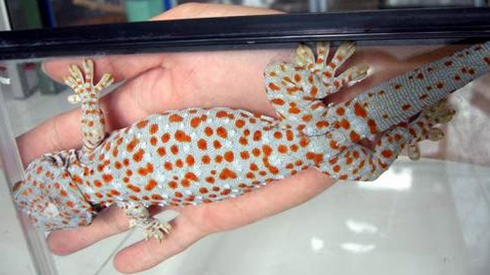 Tokek Rumah Harganya Rp 150 Miliar, Baca Isi Suratnya - Tribun-medan.com