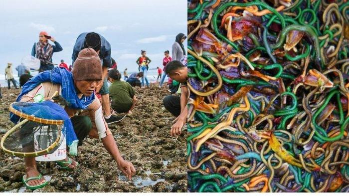 Tradisi Bau Nyale dan Legenda Putri Mandalika, Masyarakat Tumpah Ruah ...