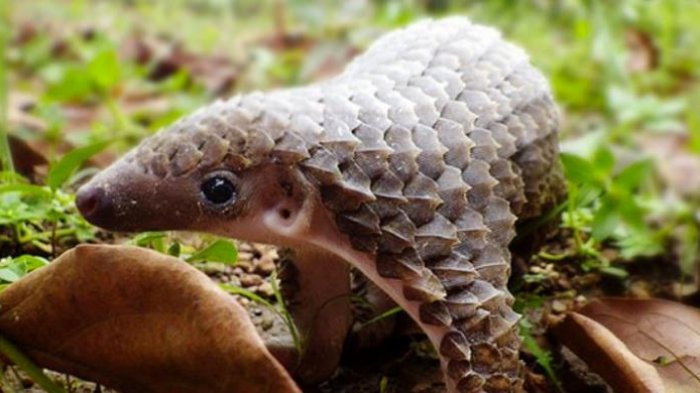 Banyak Diburu, Ternyata Daging dan Sisik Trenggiling Dihargai Jutaan ...