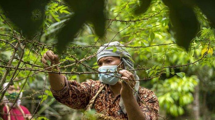 Andaliman, Rempah Bercita Rasa Khas Tanah Batak yang Kini Tembus Pasar ...