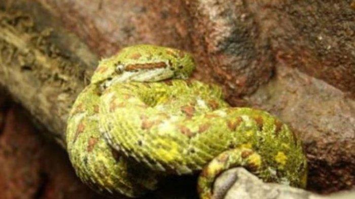 Ternyata Obat Keracunan Logam Terbukti Selamatkan Orang Digigit Ular ...