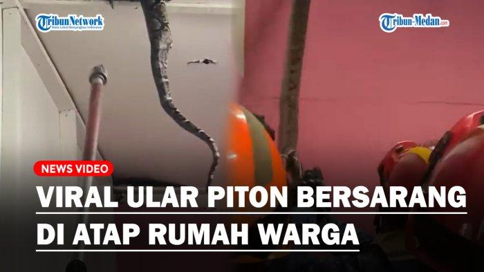 Viral Penemuan Ular Piton Berukuran Besar di Plafon Rumah di Malaysia ... Viral Penemuan Ular Piton Berukuran Besar di Plafon Rumah di Malaysia ...