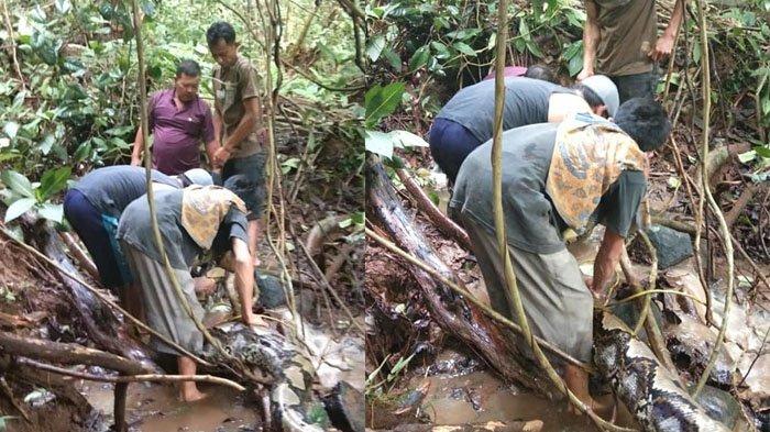 13 Jenis Ular Piton di Indonesia, Sanca Darah Hitam Paling Diincar Para ...