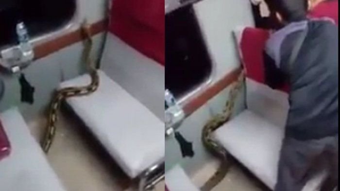 Ular Piton Besar Tiba-tiba Merayap di Tempat Duduk Kereta Api saat ...