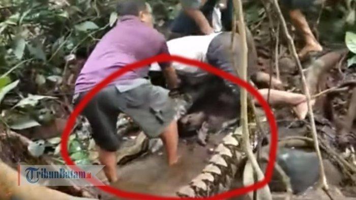 Viral Video Detik-detik Penangkapan Ular Piton 8 Meter oleh Warga ...