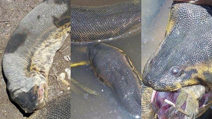 Ular Karung Guni Natur Und Museum