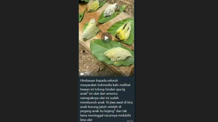Heboh Soal Ulat Bulu Mematikan dari Amerika, Ini Fakta Sebenarnya ...