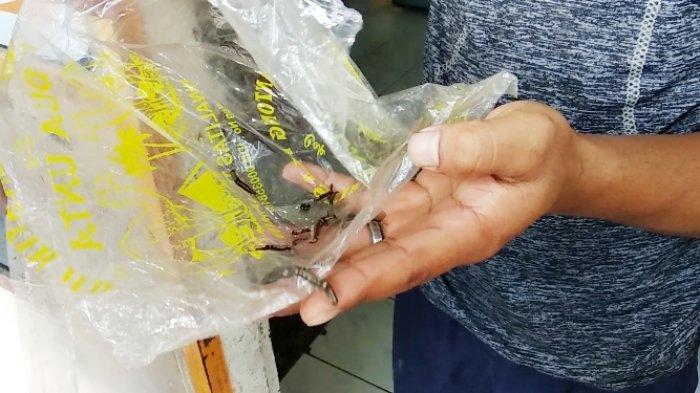 BIKIN MERINDING, Ribuan Ulat Serbu Rumah Warga, Merayap di Dinding ...