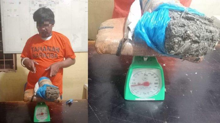 Polres Samosir Tangkap Terduga Pengedar Narkotika Jenis Ganja di Desa Cinta Dame - Tribun-medan.com